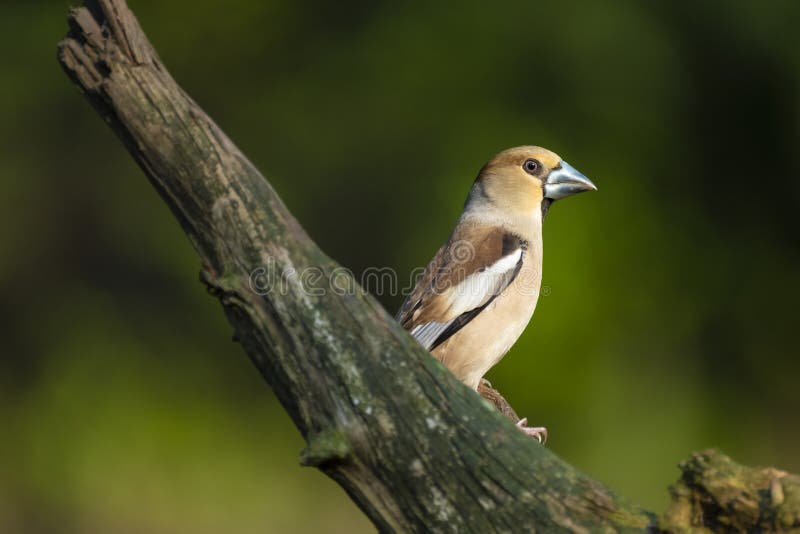 Hawfinch, Coccothraustes Coccothraustes, Single Bird Stock Image ...