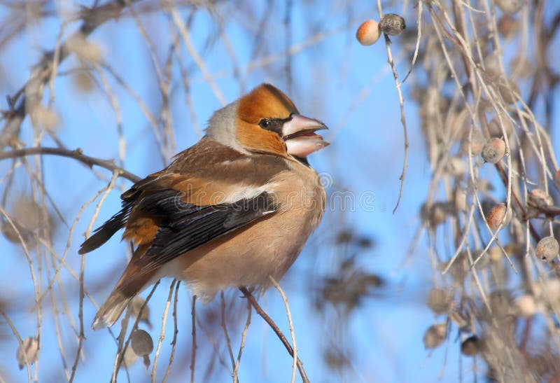 Hawfinch eating seeds stock photo. Image of feeding, plumage - 17274026