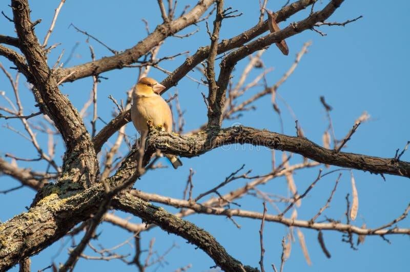 Hawfinch Female on a Twig Looking at the Camera Stock Image - Image of ...