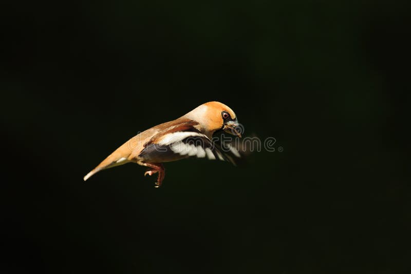 Nest Of Hawfinch,(Coccothraustes) Stock Photo - Image of coccothraustes ...