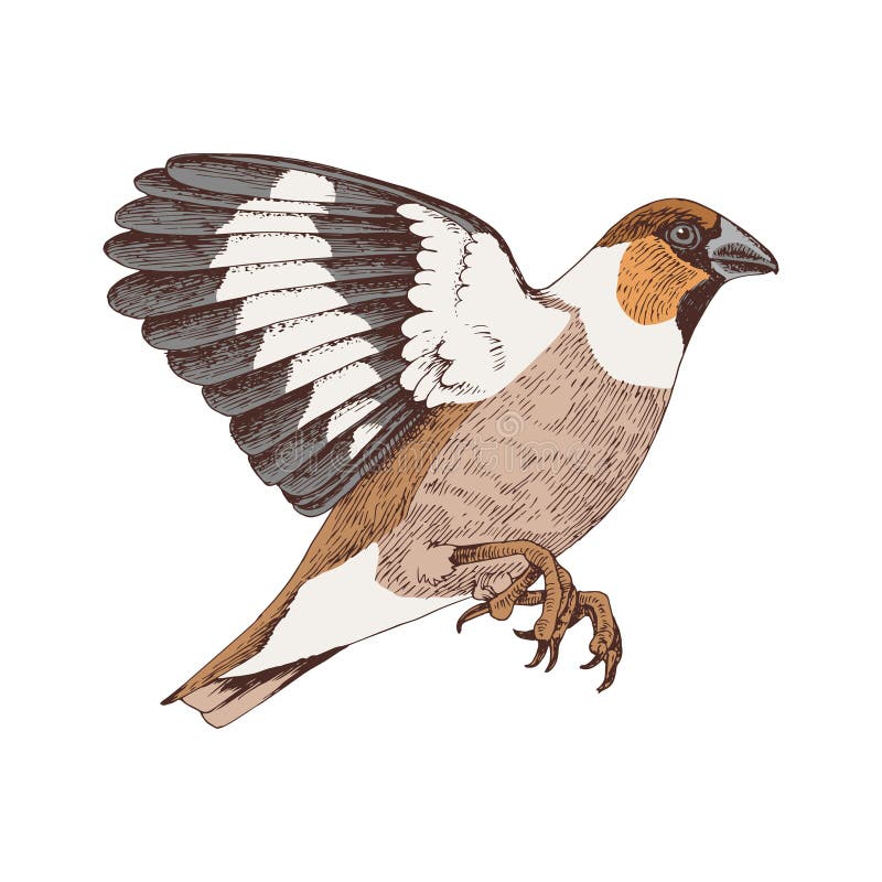 Hawfinch Flying Hand Drawn Vector Illustration Stock Illustration ...