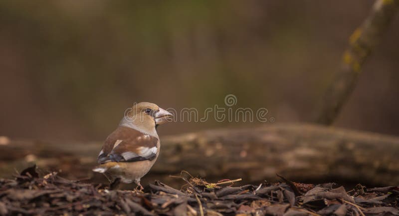 Female Hawfinch in the Grass Stock Image - Image of birdwatching, food ...
