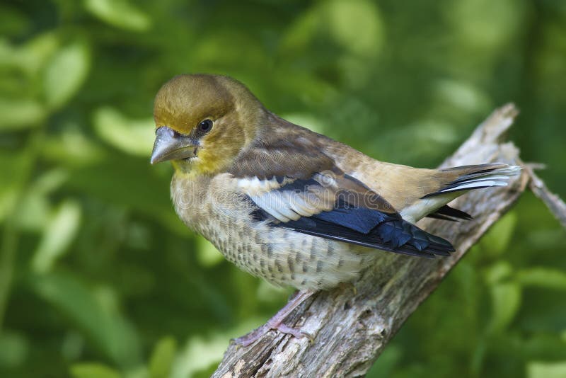 Hawfinch, juvenile stock photo. Image of spring, sitting - 50190700