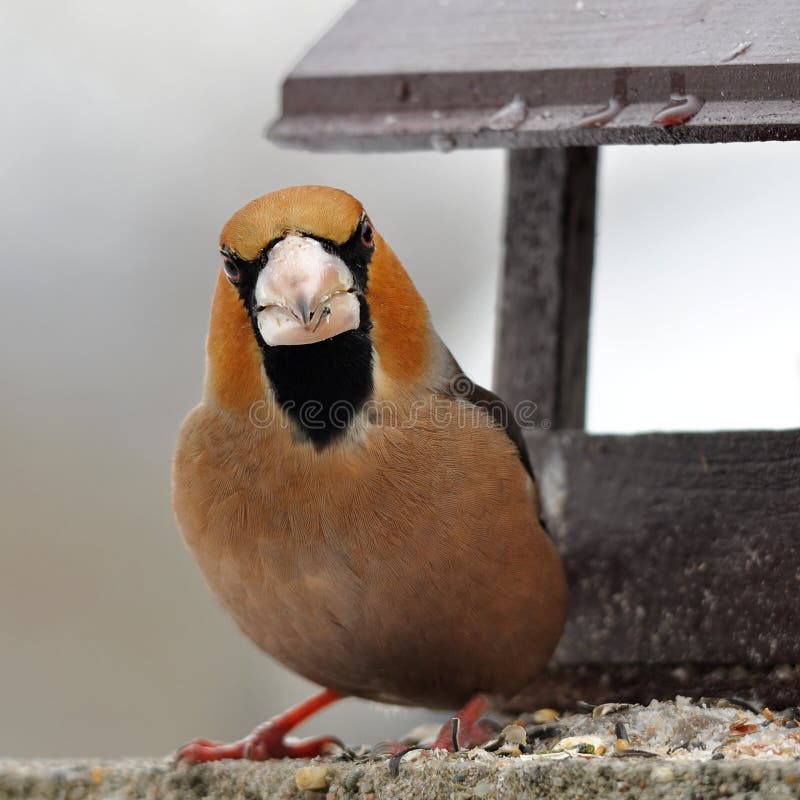 Hawfinch in winter stock photo. Image of acute, beautiful - 16720882