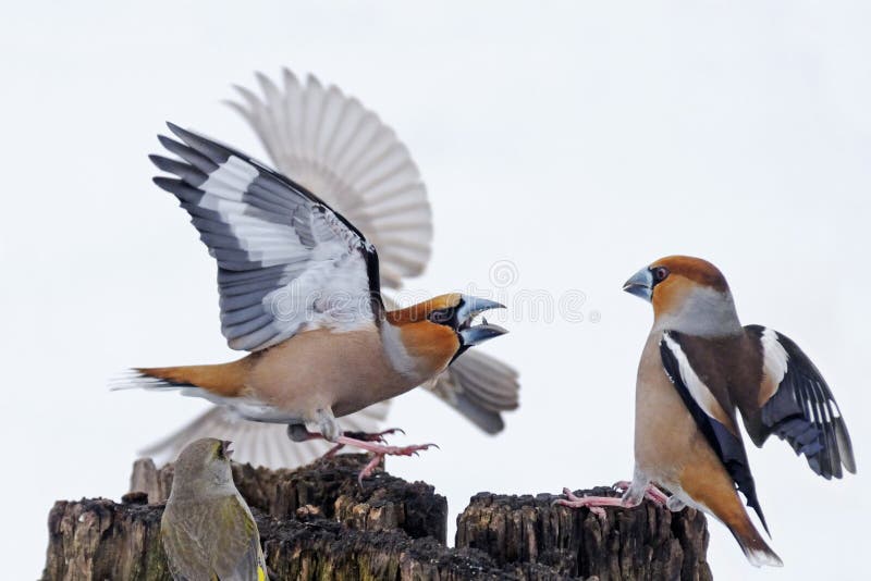 Flying Hawfinch and Perching Greenfinch among Green Leaves Stock Image ...