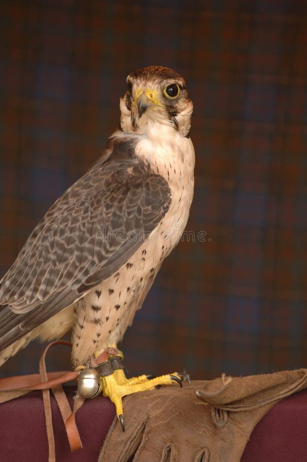 The Hawk stock photo. Image of wings, predator, claws - 1036740