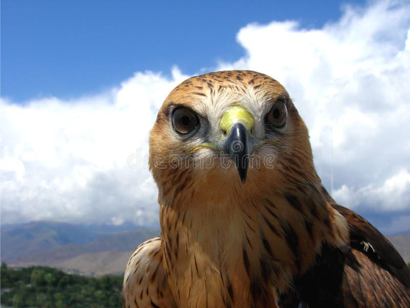 Hawk stock photo. Image of head, look, animal, hunter - 10961668