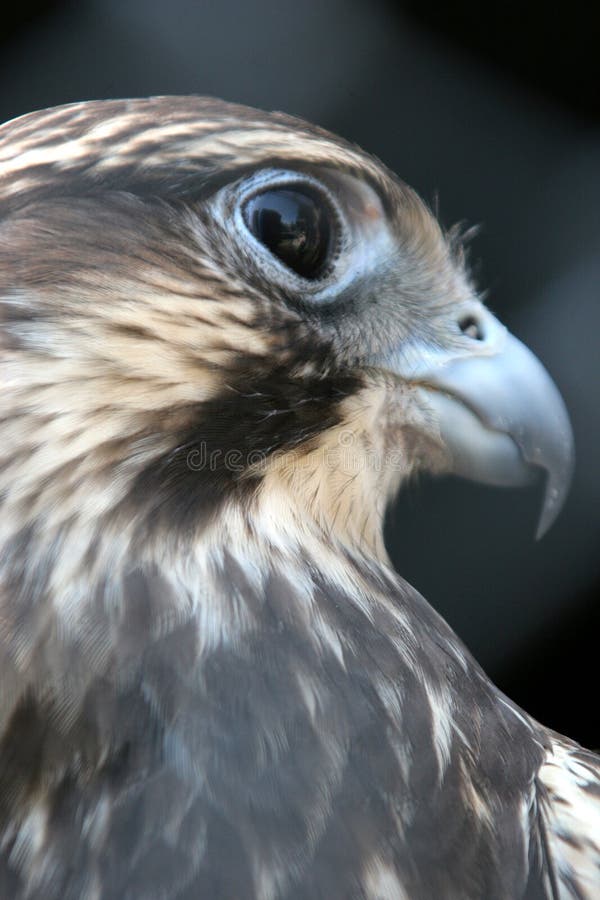 Hawk stock photo. Image of falcon, fierce, carnivore, close - 1147548