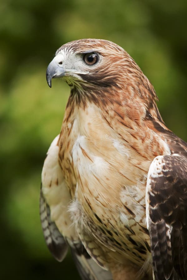 1,800+ Hawk Free Stock Photos - StockFreeImages