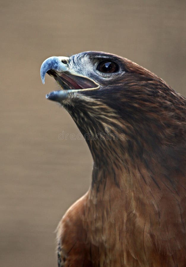 Redtail Hawk Flying Overhead Stock Image - Image of raptor, hawk: 7066739