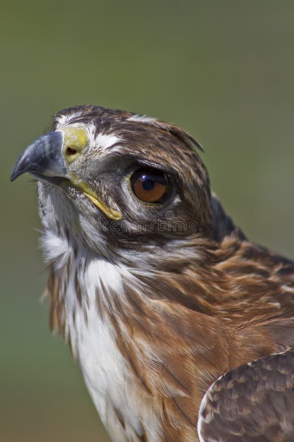 Harris Hawk stock image. Image of dark, closeup, creature - 19391551