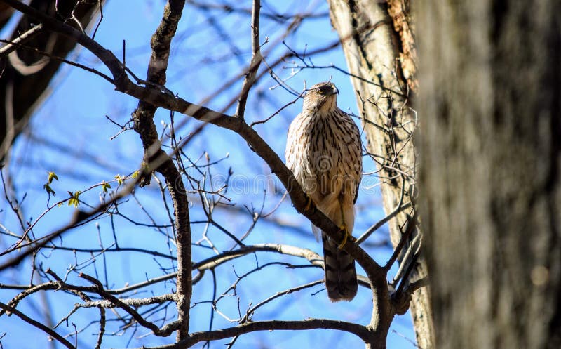 Hawk stock photo. Image of nature, life, wild, hawk - 146596896