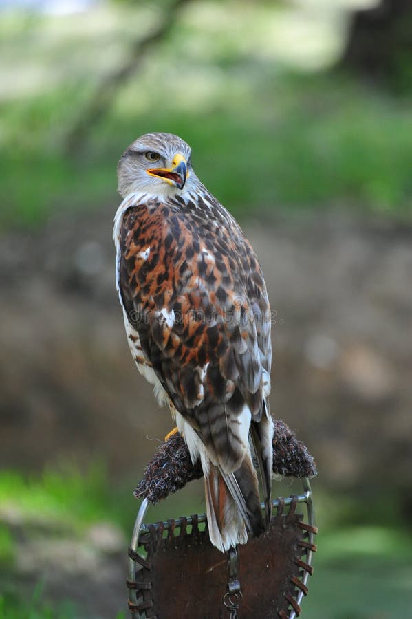 Hawk stock image. Image of wild, animal, nature, hunter - 15278231