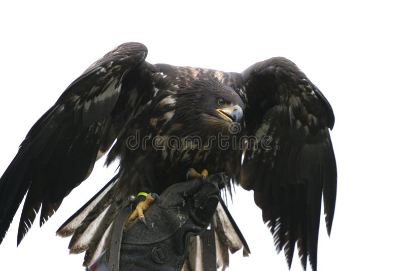 Hawk stock photo. Image of claws, wings, rapace, wild - 1770618