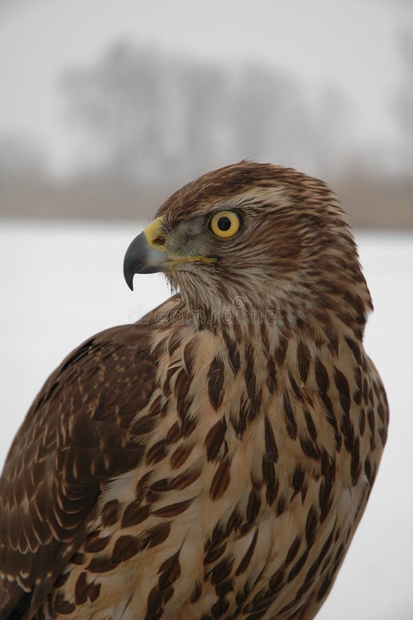 Hawk stock image. Image of tranquil, close, tree, spring - 21533625