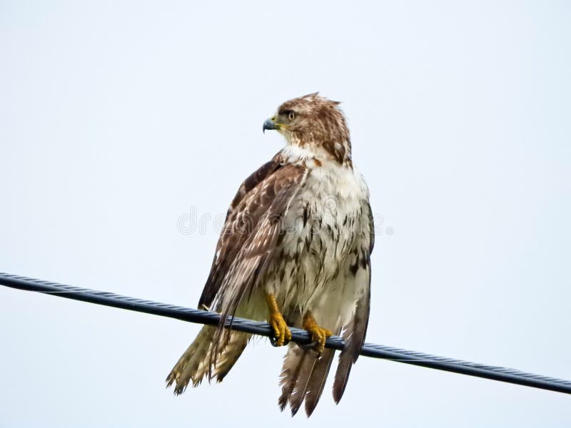 Red Tail Hawk Drying Outstretched Wings Stock Image - Image of ...