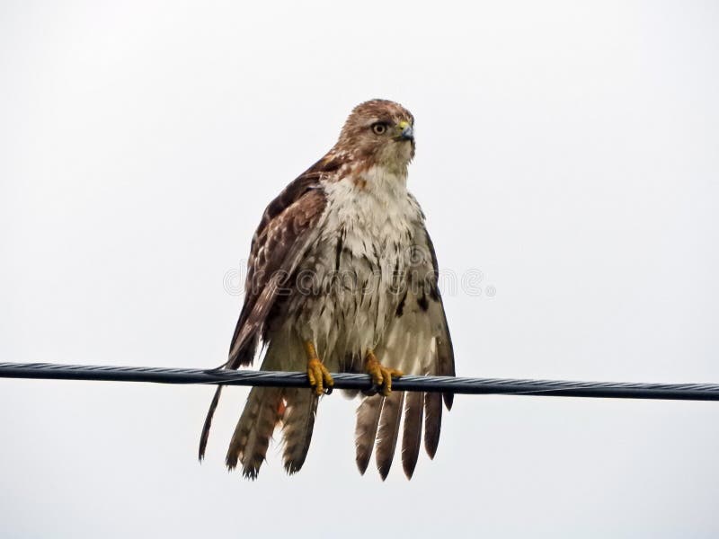 Red Tail Hawk Drying Outstretched Wings Stock Image - Image of ...