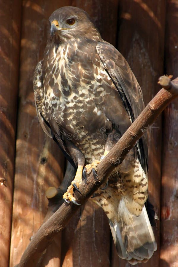 Hawk Claw stock photo. Image of animal, close, profile - 1576856