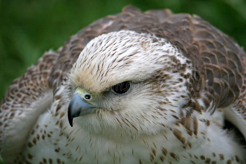 Hawk stock photo. Image of wing, feather, buzzard, field - 23901742
