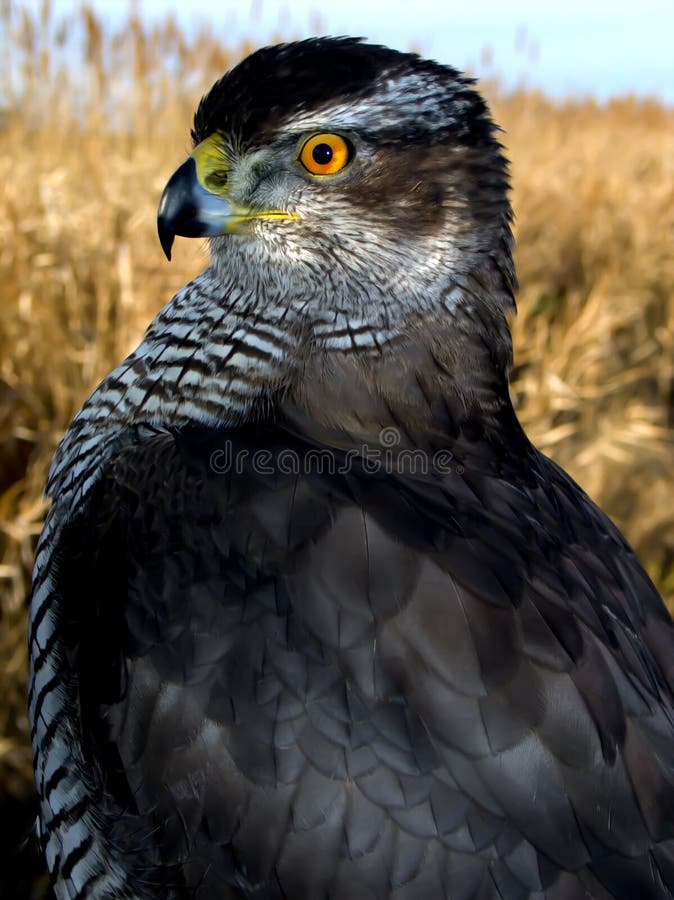 Badger stock photo. Image of hunt, pluck, padded, trophy - 18209586