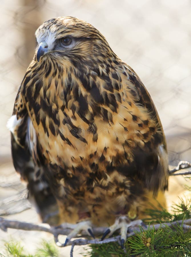 Hawk stock photo. Image of prey, fierce, carnivore, avian - 25509538
