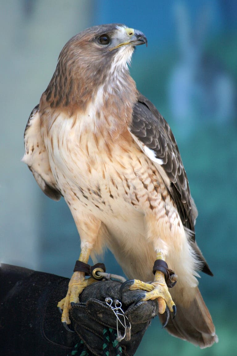 523 Blood Hawk Stock Photos - Free & Royalty-Free Stock Photos from ...