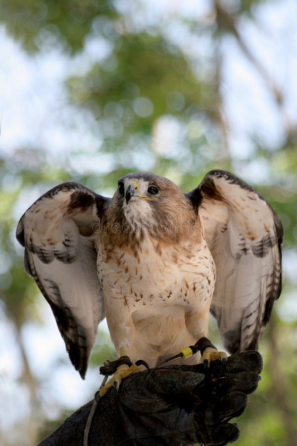 Hawk Picture. Image: 564948