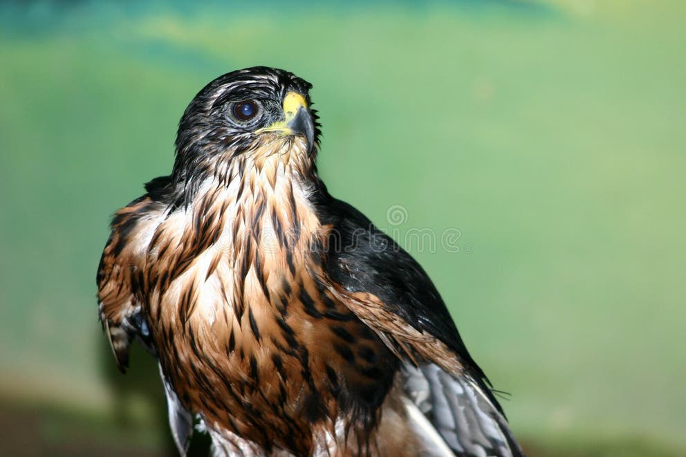 Hawk stock photo. Image of hook, hawk, life, feather, profile - 265096