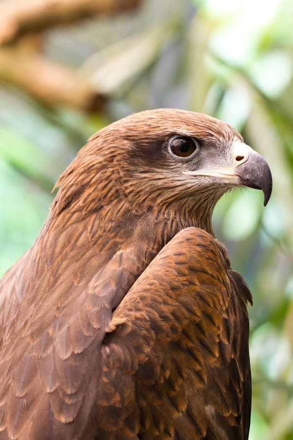 5,456 Hawk Face Stock Photos - Free & Royalty-Free Stock Photos from ...