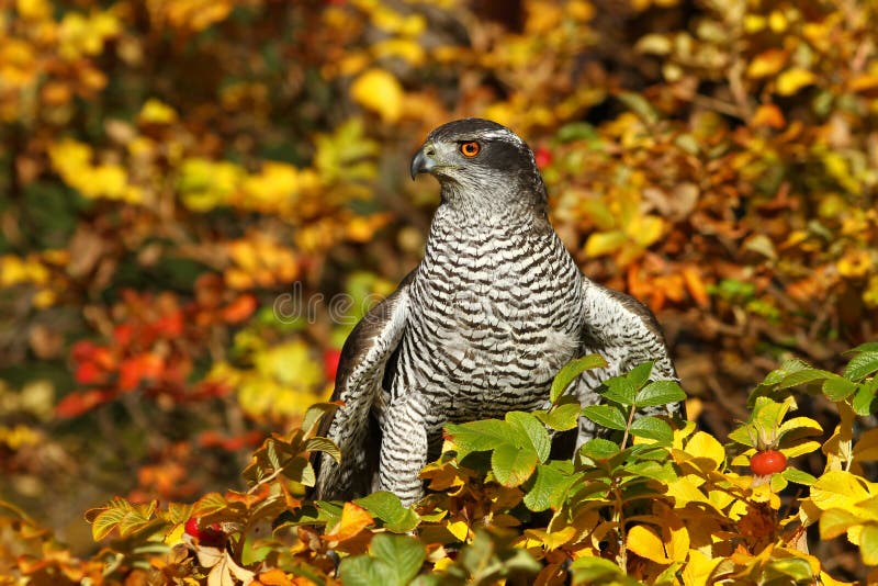 Hawk stock image. Image of natural, hawk, pride, bill - 27727645
