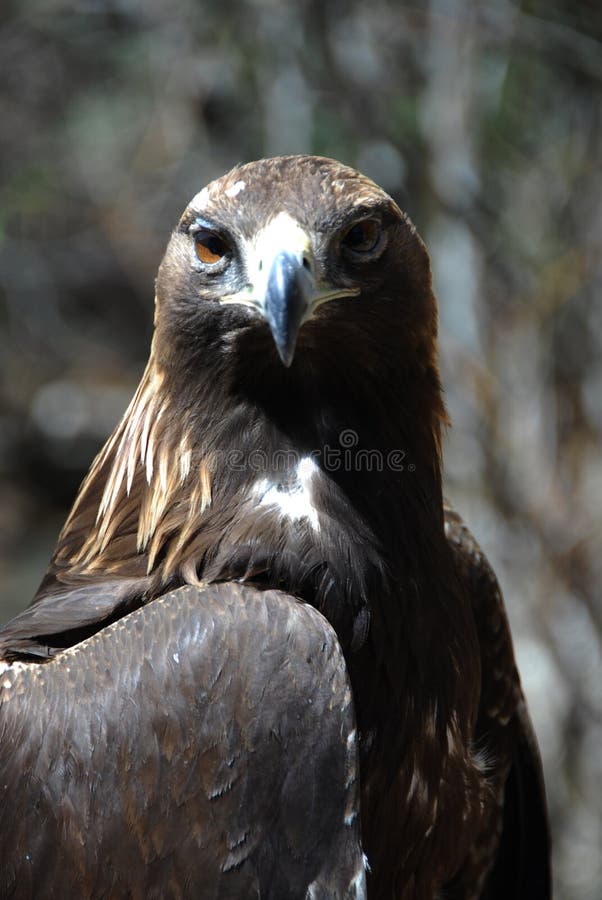 Hawk stock photo. Image of aggressive, bird, flying, feather - 28151028