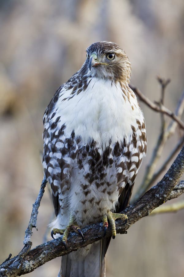 Hawk stock image. Image of watching, perching, looking - 28337571