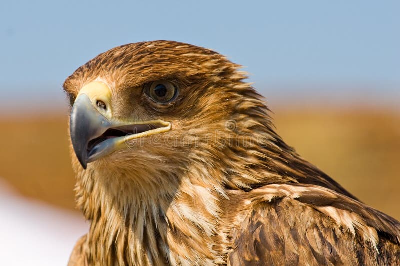 Hawk stock image. Image of hawk, head, nature, hunter - 3308137