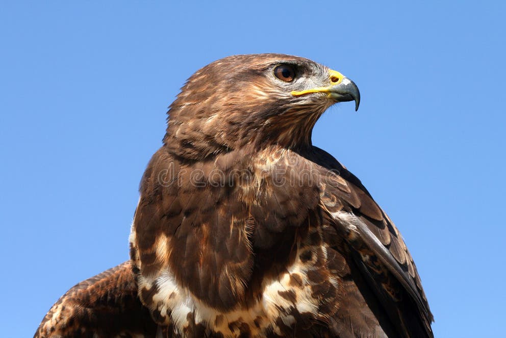 Hawk stock image. Image of aggressive, impressive, animal - 4892259