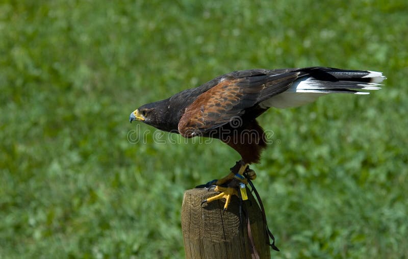 Hawk stock photo. Image of show, hawk, brown, predator - 564948