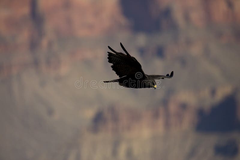 Hawk and moon stock image. Image of searching, animal - 4554819