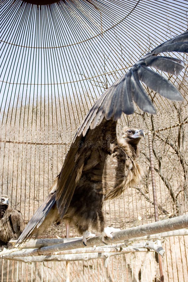 Hawk stock image. Image of cage, buteo, wild, hawk, carnivore - 8171409