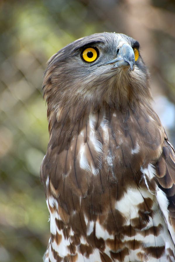 The Hawk stock photo. Image of brown, plume, yellow, bird - 8176550