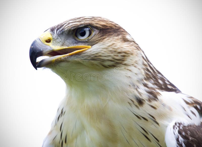 Hawk Picture. Image: 1892266