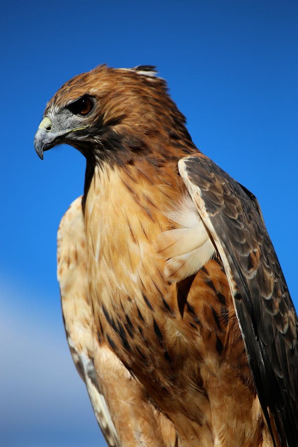 Hawk against blue sky stock image. Image of portrait - 65799099