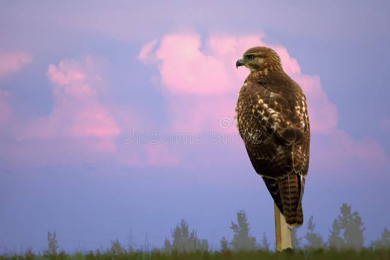 Beautiful Red Tail Hawk stock image. Image of alert, hawk - 4852279
