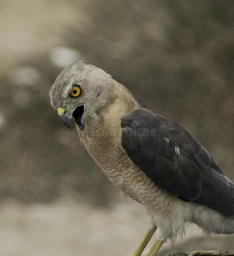 Hawk aiming for prey stock image. Image of wildlife - 305765619