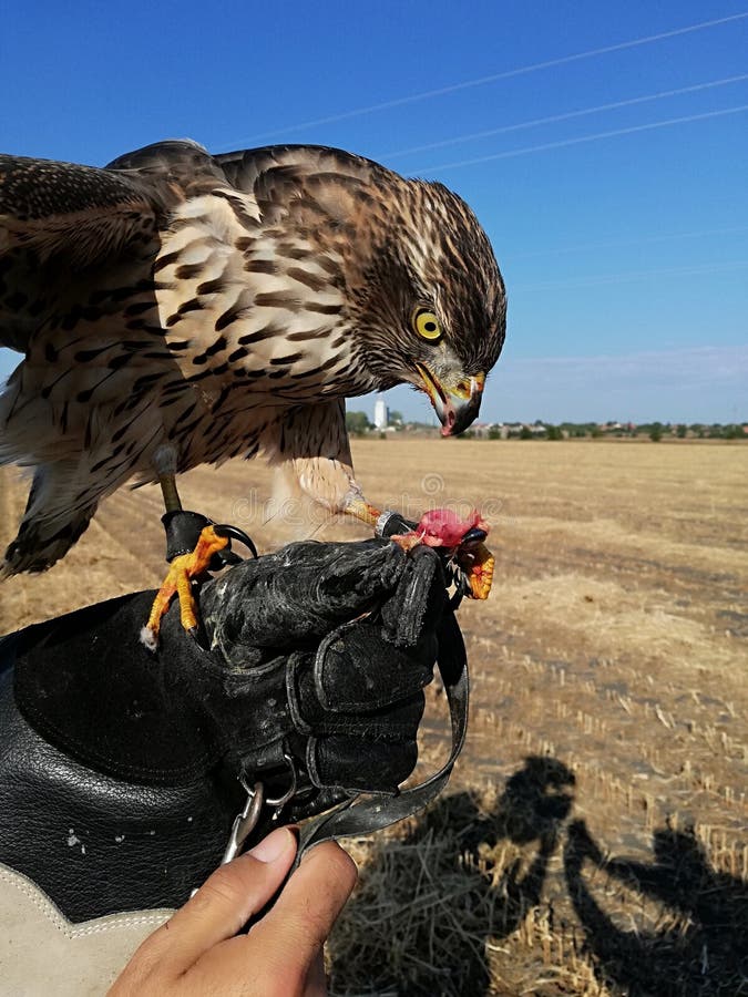 The Amazing Animals Of Antarctica Stock Image - Image of lemon ...