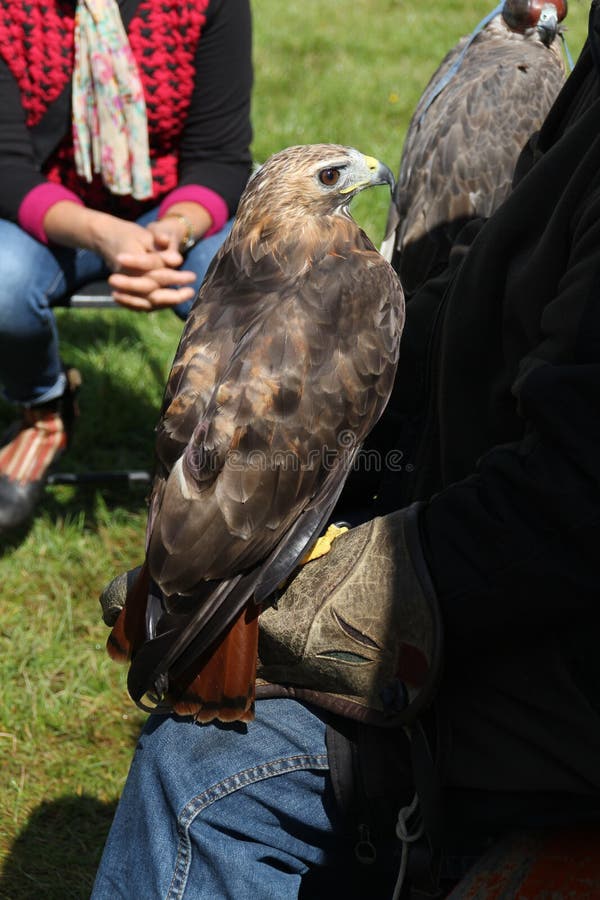 A hawk stock image. Image of hair, hunts, eagle, heritage - 66772581