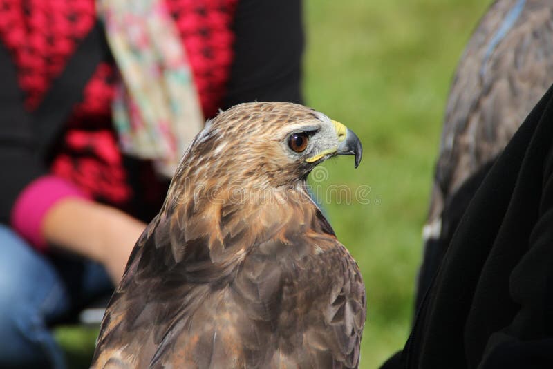 A hawk stock photo. Image of hunt, central, asia, emsland - 66772590