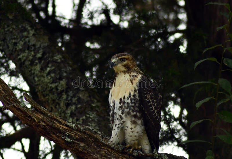 Hawk at Attention stock photo. Image of hawks, animal - 357032388