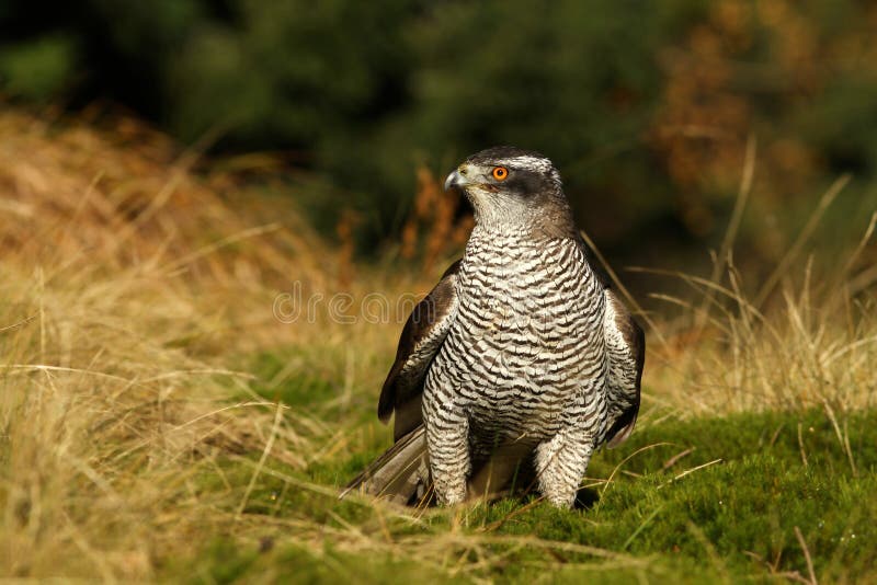 Hawk in autumn stock photo. Image of hawking, feather - 27469264