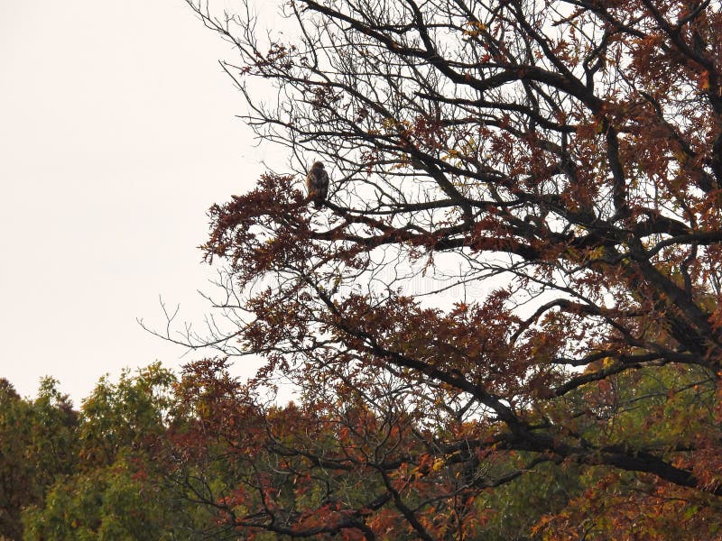 Hawk in Autumn Colored Tree: a Back View of a Red-tailed Hawk Bird of ...