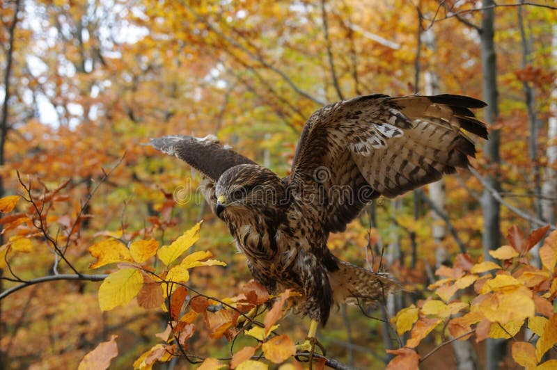 Hawk in the autumn forest stock image. Image of closeup - 56458927