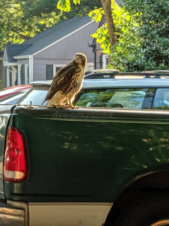 Hawk on the Back of a Truck Stock Photo - Image of hawk, back: 203747098